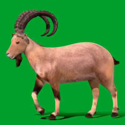 Animated 3D Models | Animals | Goats | RenderHub