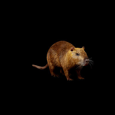 Nutria Coypu Rodent - 3D Model by Nyilonelycompany