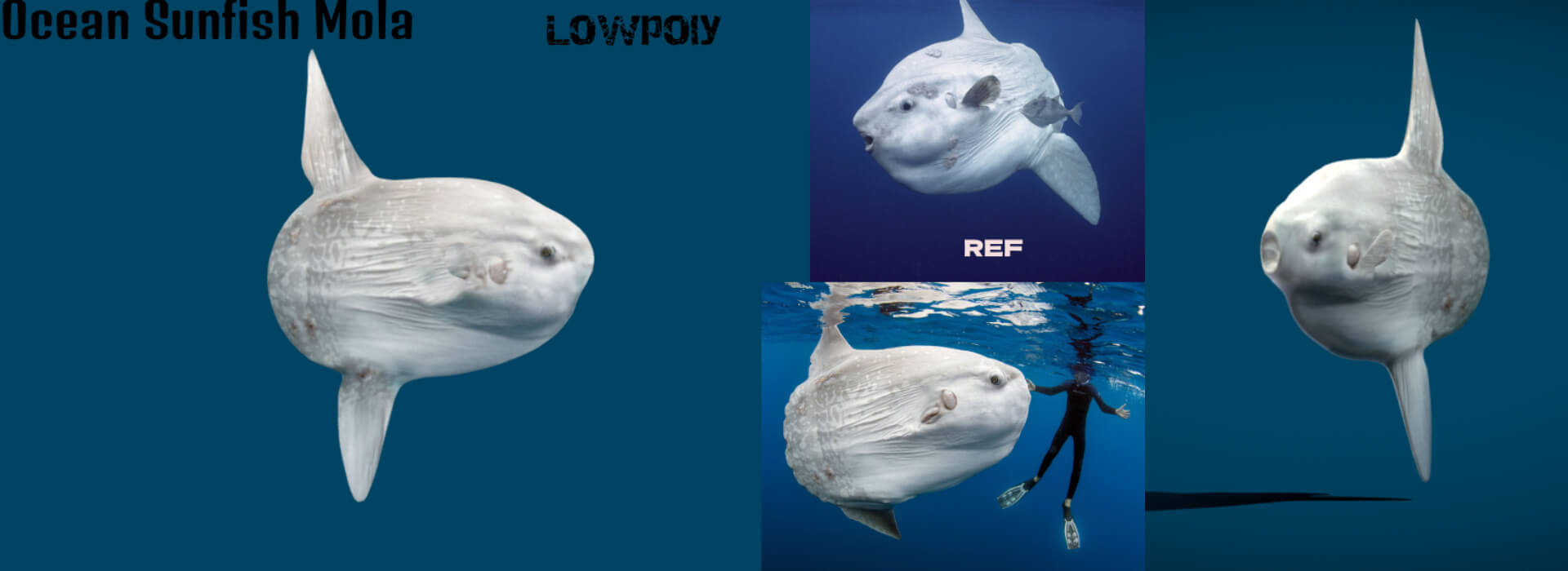 Ocean Sunfish Mola - 3D Model by Nyilonelycompany