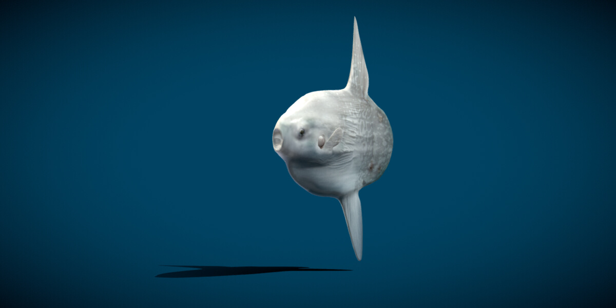 Ocean Sunfish Mola - 3D Model by Nyilonelycompany