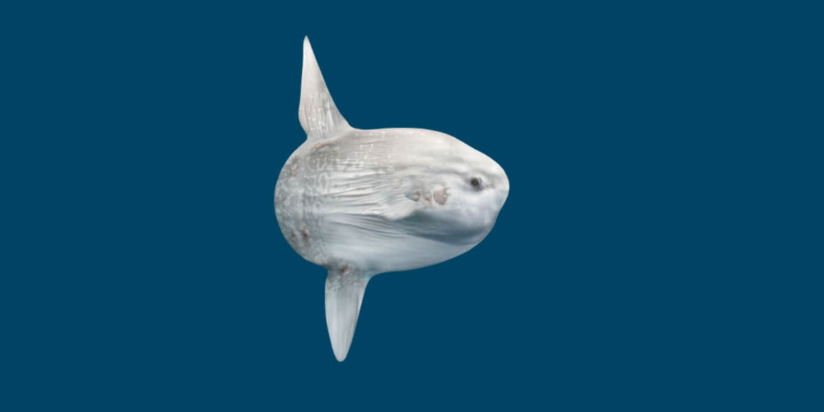 Ocean Sunfish Mola - 3D Model by Nyilonelycompany