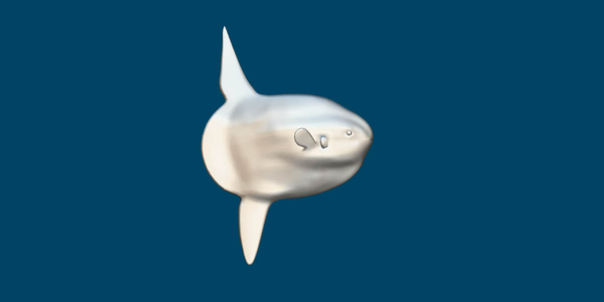 Ocean Sunfish Mola - 3D Model by Nyilonelycompany
