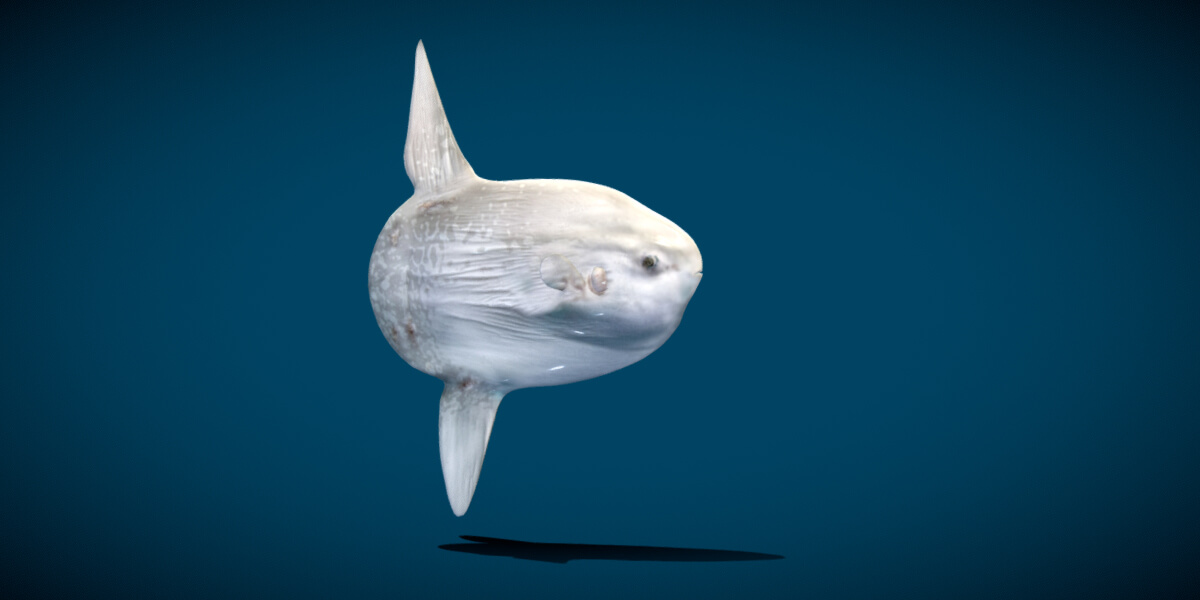 Ocean Sunfish Mola - 3D Model by Nyilonelycompany