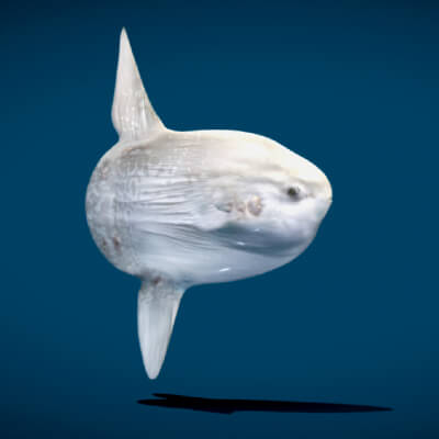 Ocean Sunfish Mola - 3D Model by Nyilonelycompany
