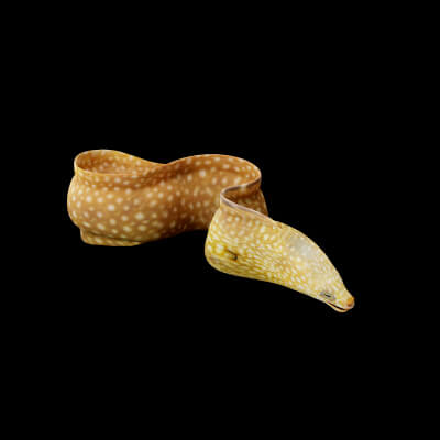 Ocellated Moray Eel - 3D Model by Nyilonelycompany