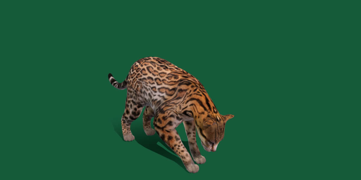 Ocelot Wild Cat - 3D Model by Nyilonelycompany