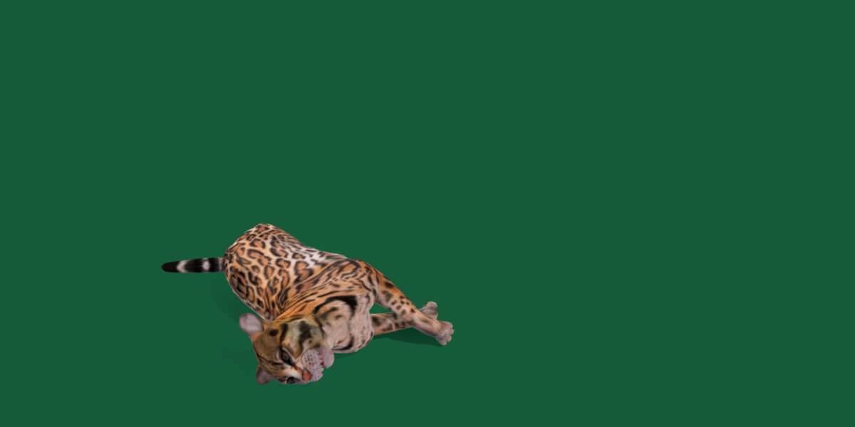 Ocelot Wild Cat - 3D Model by Nyilonelycompany