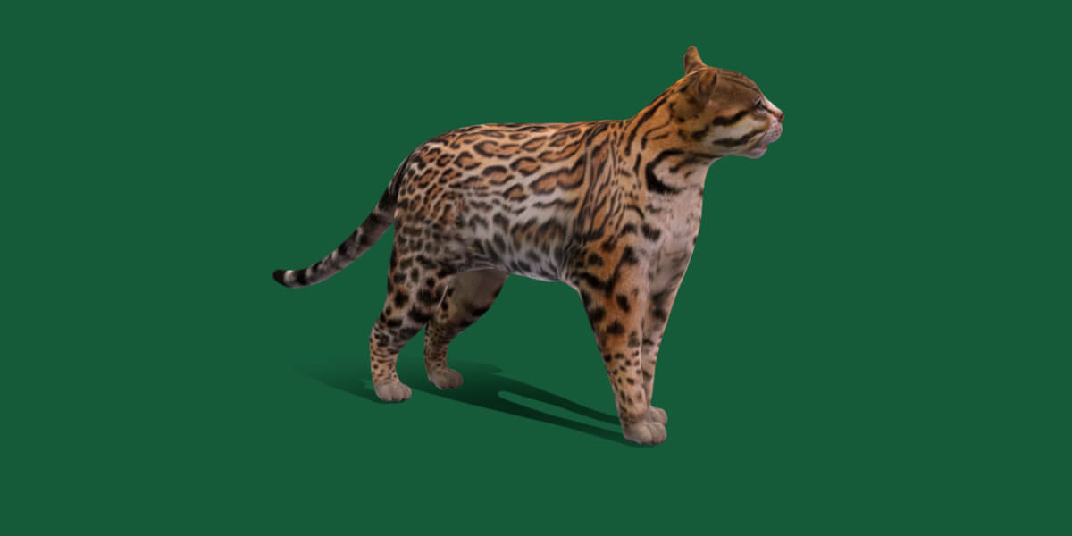 Ocelot Wild Cat - 3D Model by Nyilonelycompany