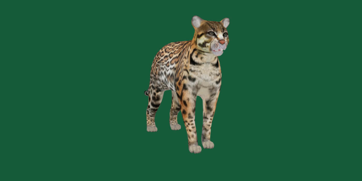 Ocelot Wild Cat - 3D Model by Nyilonelycompany