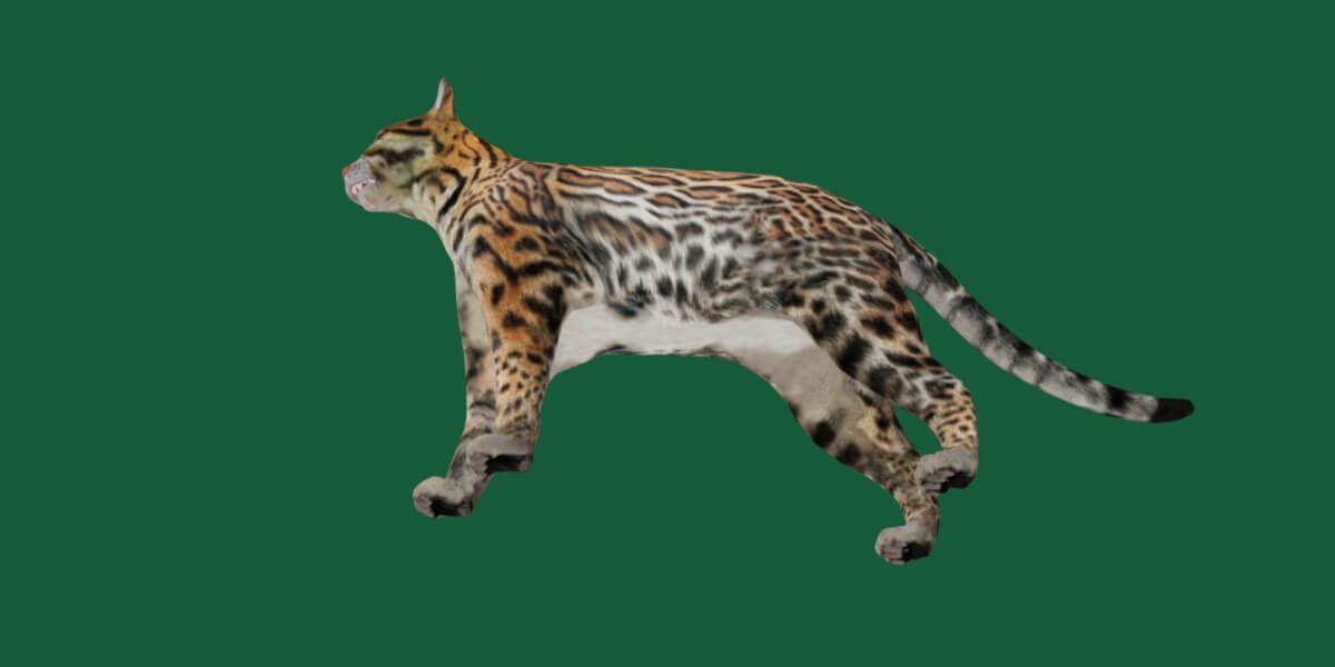 Ocelot Wild Cat - 3D Model by Nyilonelycompany