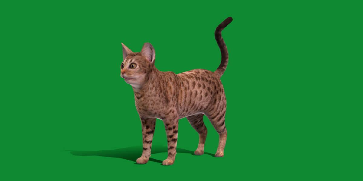Ocicat Domestic Cat - 3D Model by Nyilonelycompany