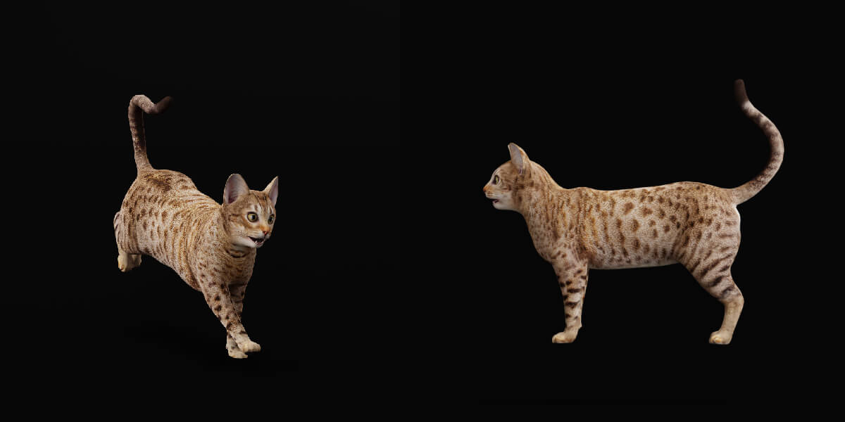 Ocicat Domestic Cat - 3D Model by Nyilonelycompany