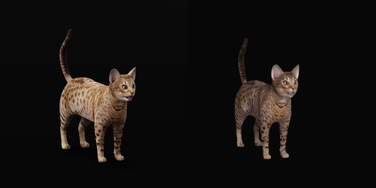 Ocicat Domestic Cat - 3D Model by Nyilonelycompany