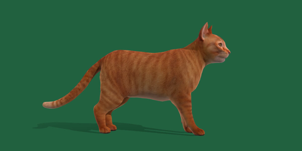 Orange Tabby Cat - 3D Model by Nyilonelycompany