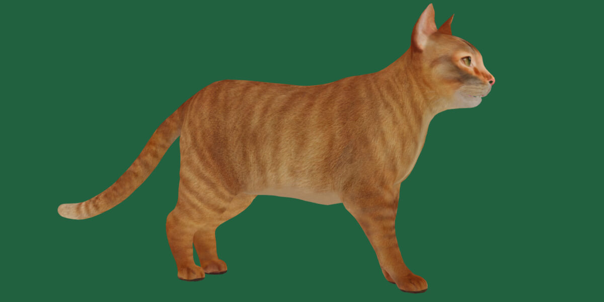 Orange Tabby Cat - 3D Model by Nyilonelycompany