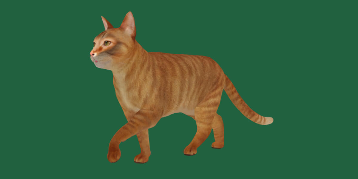 Orange Tabby Cat - 3D Model by Nyilonelycompany