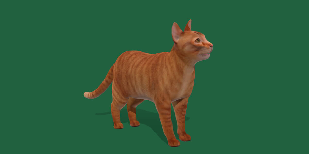 Orange Tabby Cat - 3D Model by Nyilonelycompany