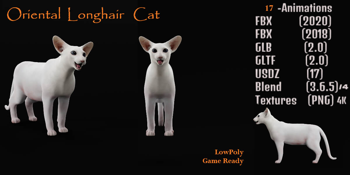 Oriental Longhair Cat - 3D Model by Nyilonelycompany