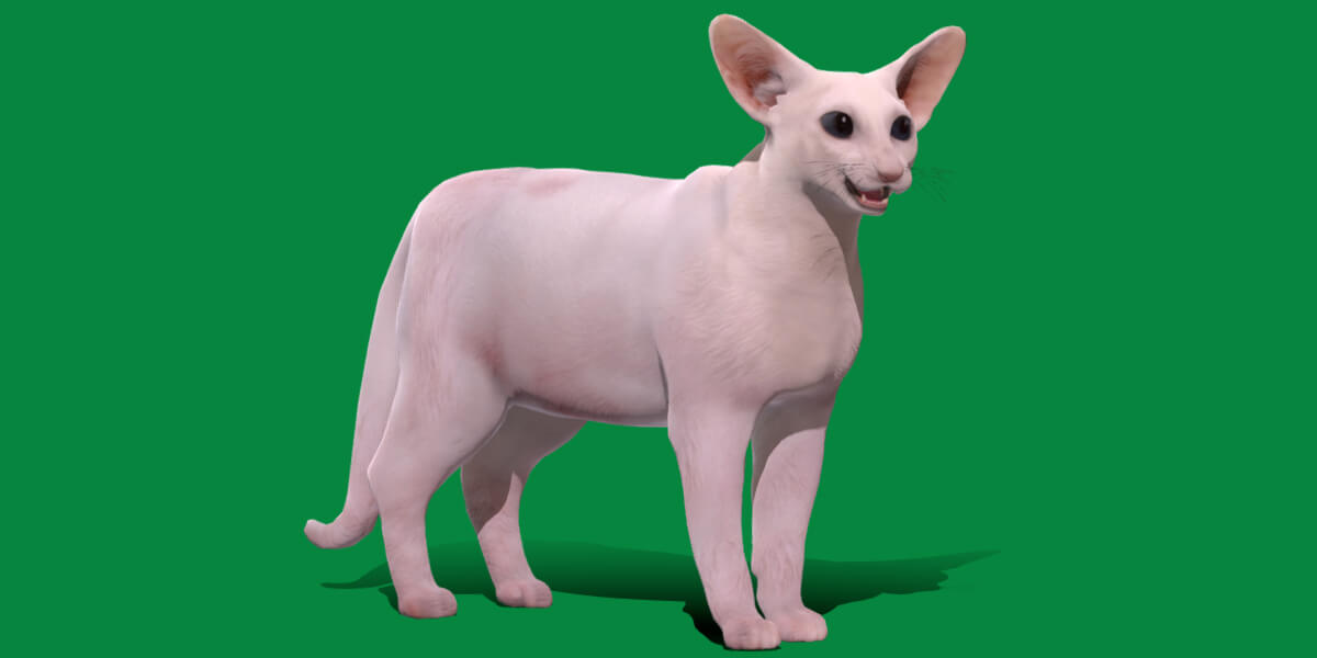 Oriental Longhair Cat - 3D Model by Nyilonelycompany