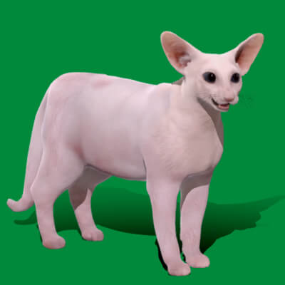 Oriental Longhair Cat - 3D Model by Nyilonelycompany