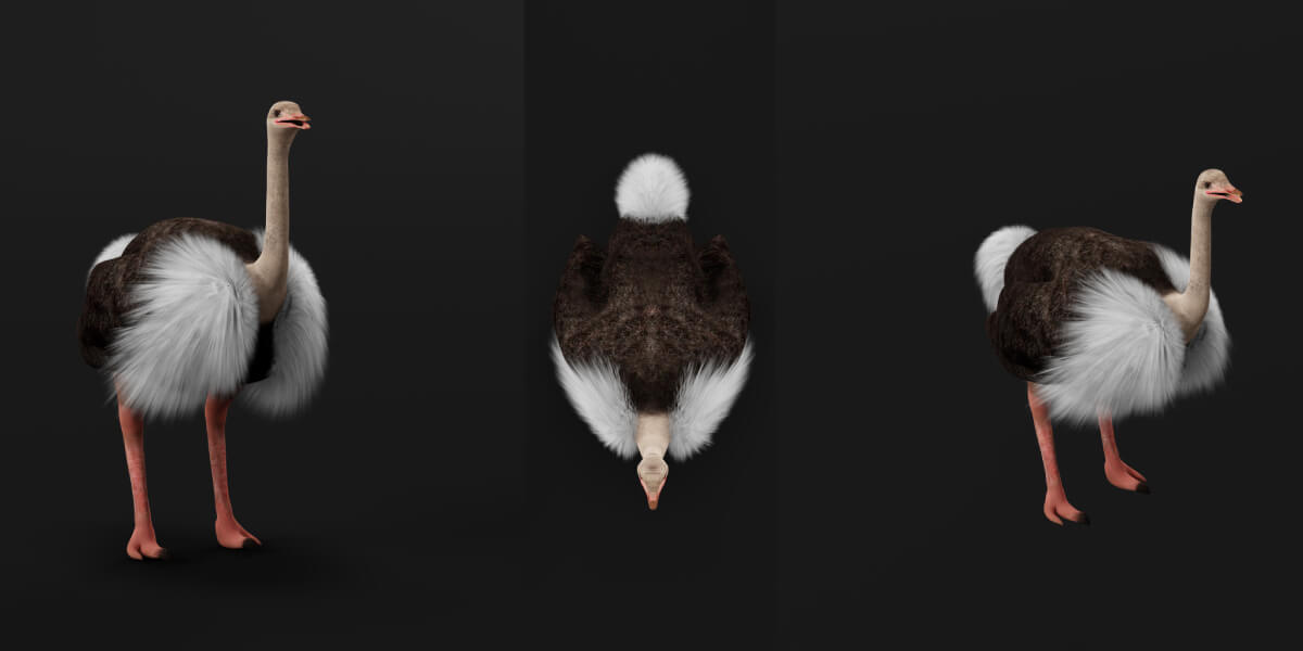 Ostrich Large Bird - 3D Model by Nyilonelycompany