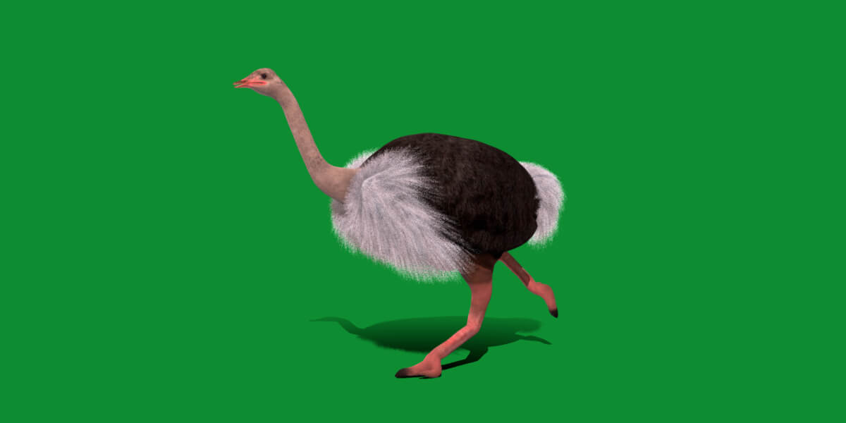 Ostrich Large Bird - 3D Model by Nyilonelycompany
