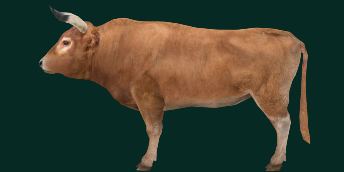 Oxen Bull Mammal Animal - 3D Model by Nyilonelycompany