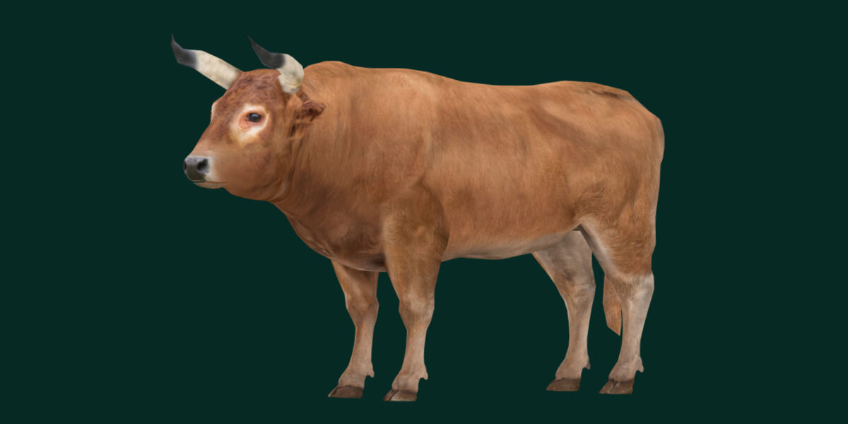 Oxen Bull Mammal Animal - 3D Model by Nyilonelycompany