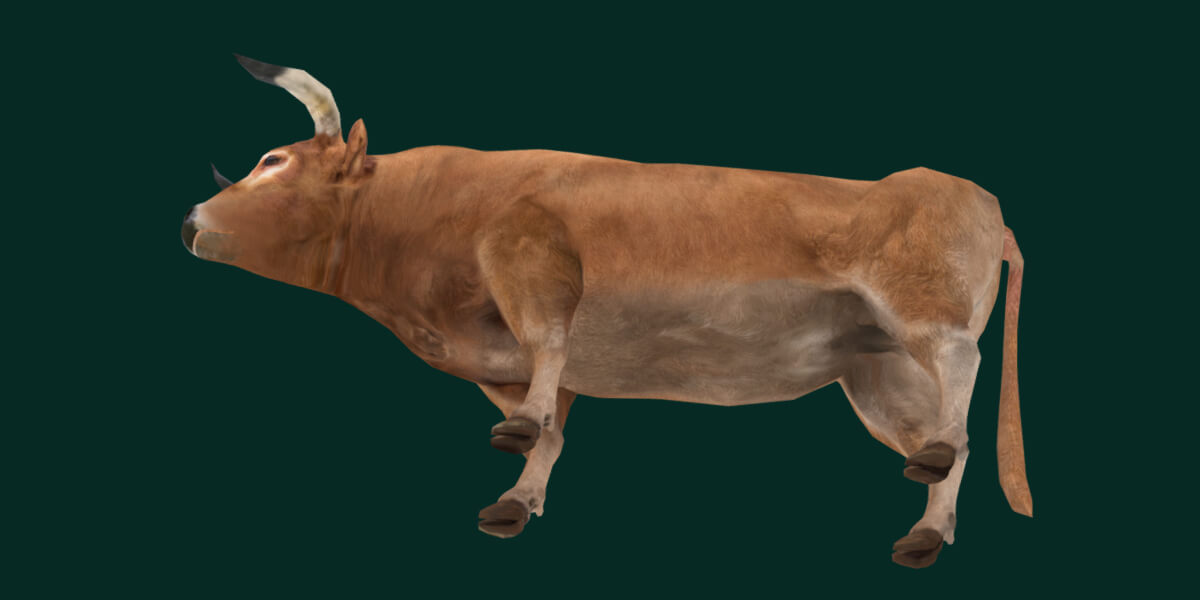 Oxen Bull Mammal Animal - 3D Model by Nyilonelycompany