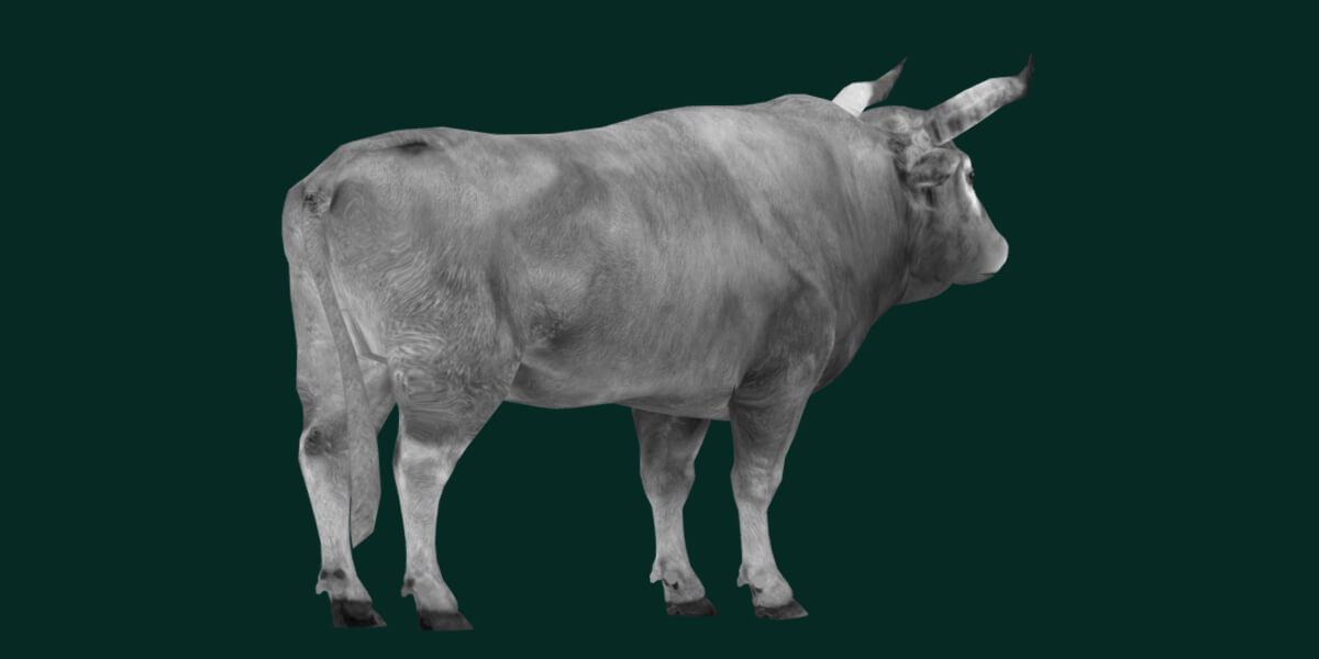 Oxen Bull Mammal Animal - 3D Model by Nyilonelycompany