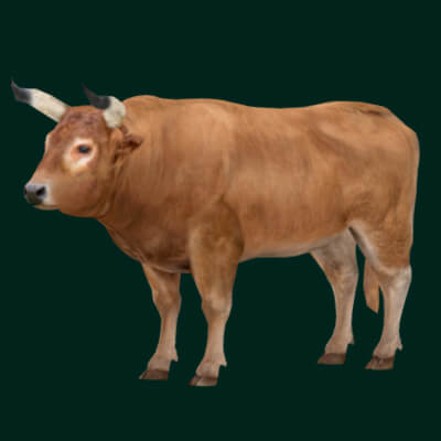 Oxen Bull Mammal Animal - 3D Model by Nyilonelycompany