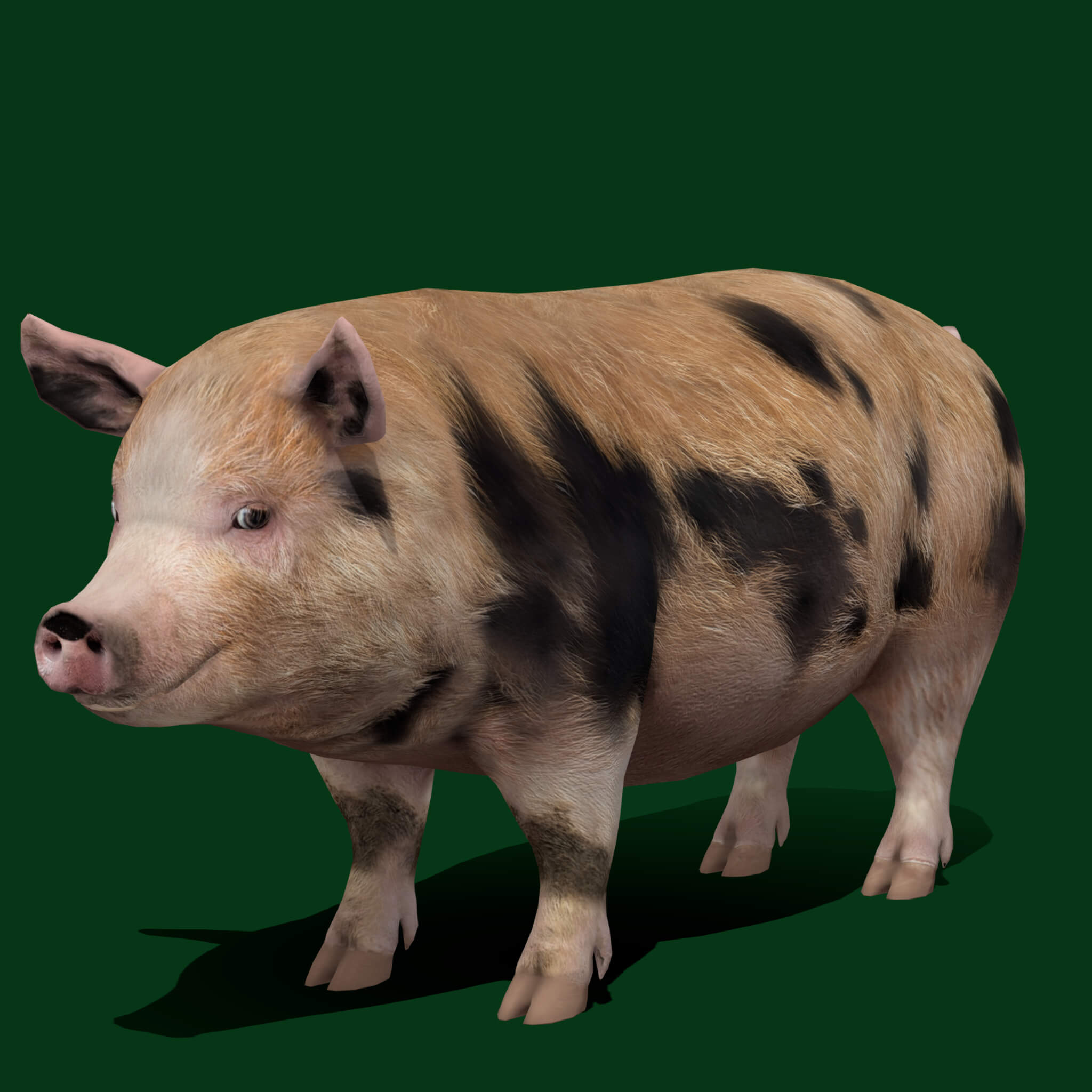 Oxford Sandy Forest Pig - 3D Model by Nyilonelycompany