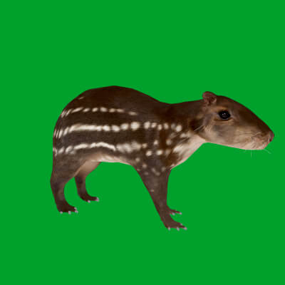 Paca Rodent Animal - 3D Model by Nyilonelycompany