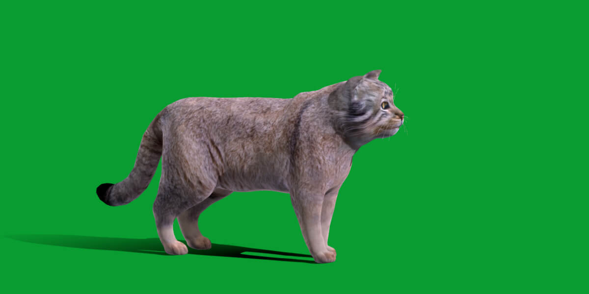 Pallas Manul Cat Breed - 3D Model by Nyilonelycompany