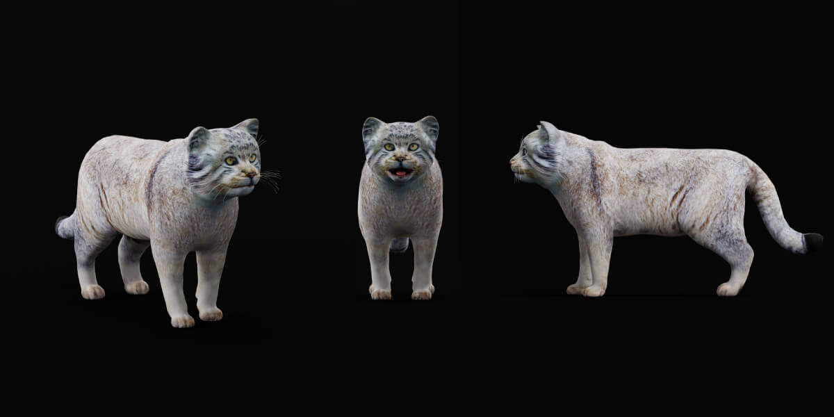 Pallas Manul Cat Breed - 3D Model by Nyilonelycompany