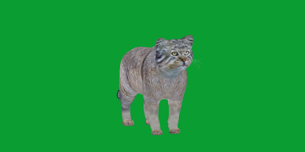 Pallas Manul Cat Breed - 3D Model by Nyilonelycompany