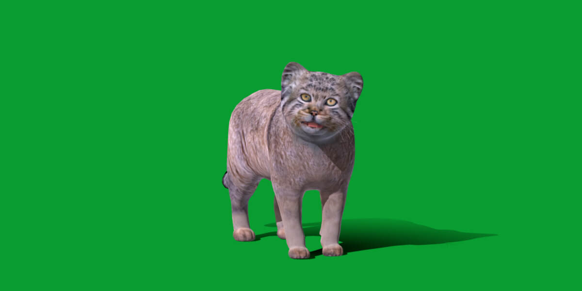 Pallas Manul Cat Breed - 3D Model by Nyilonelycompany