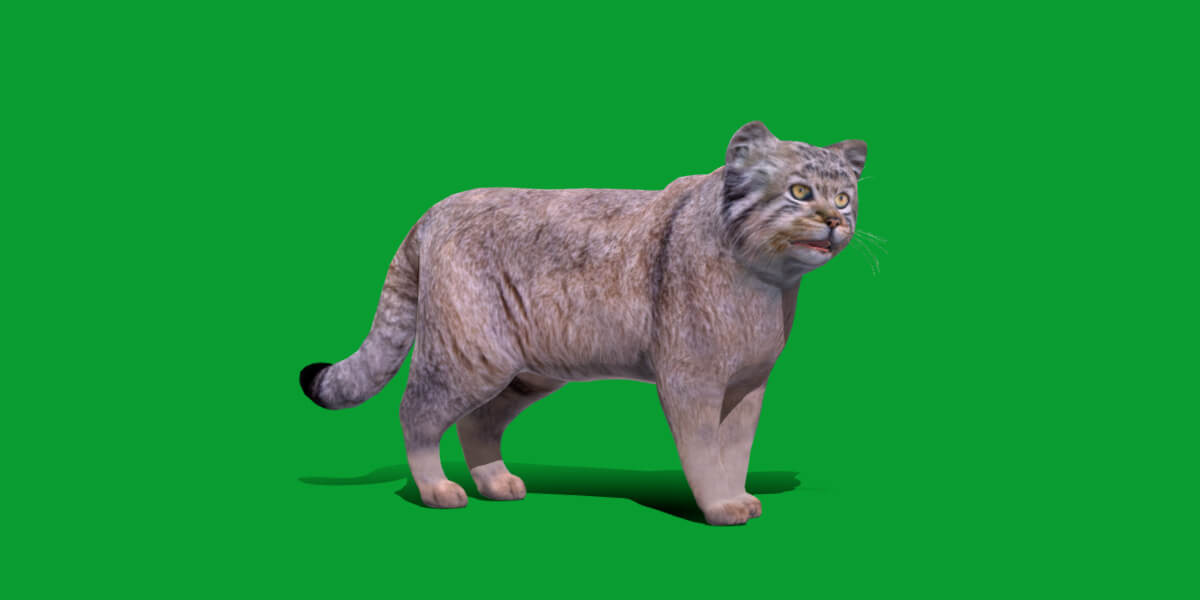 Pallas Manul Cat Breed - 3D Model by Nyilonelycompany