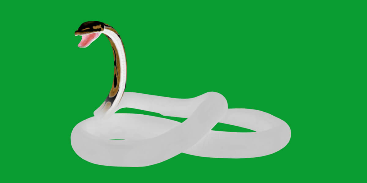 Panda Pied Ball Python - 3D Model by Nyilonelycompany