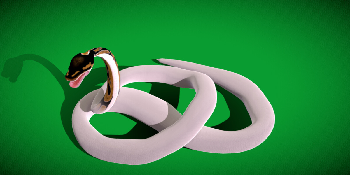 Panda Pied Ball Python - 3D Model by Nyilonelycompany