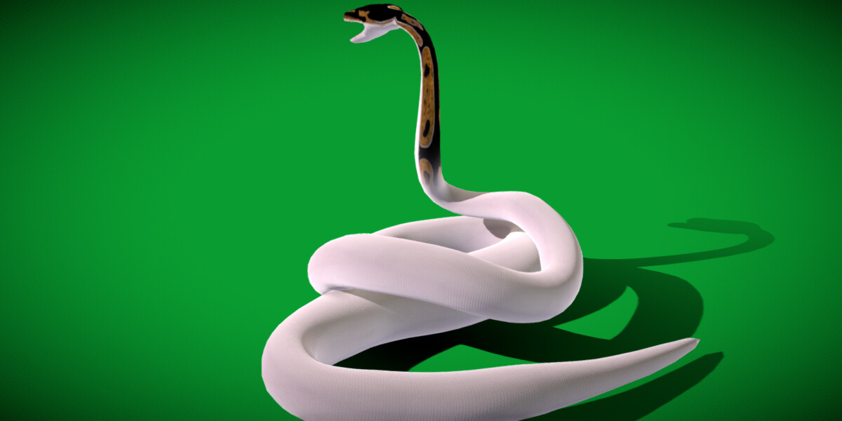 Panda Pied Ball Python - 3D Model by Nyilonelycompany