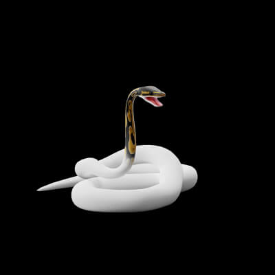 Panda Pied Ball Python - 3D Model by Nyilonelycompany
