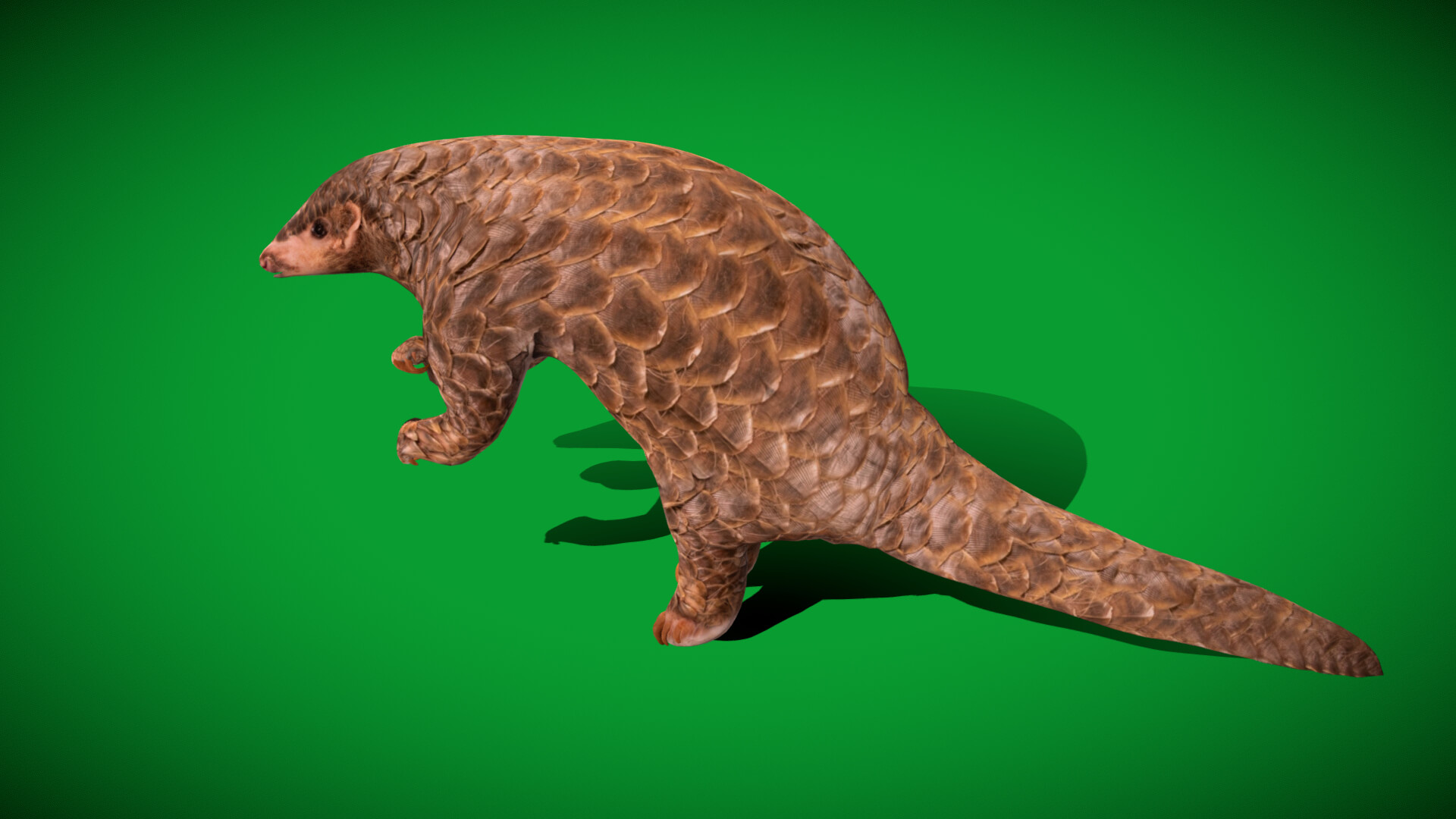 Pangolins Scaly Anteater - 3D Model by Nyilonelycompany