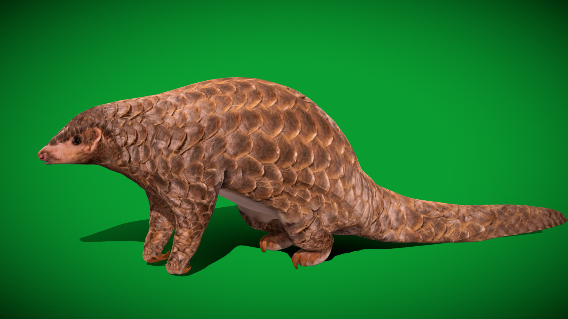 Pangolins Scaly Anteater - 3D Model by Nyilonelycompany