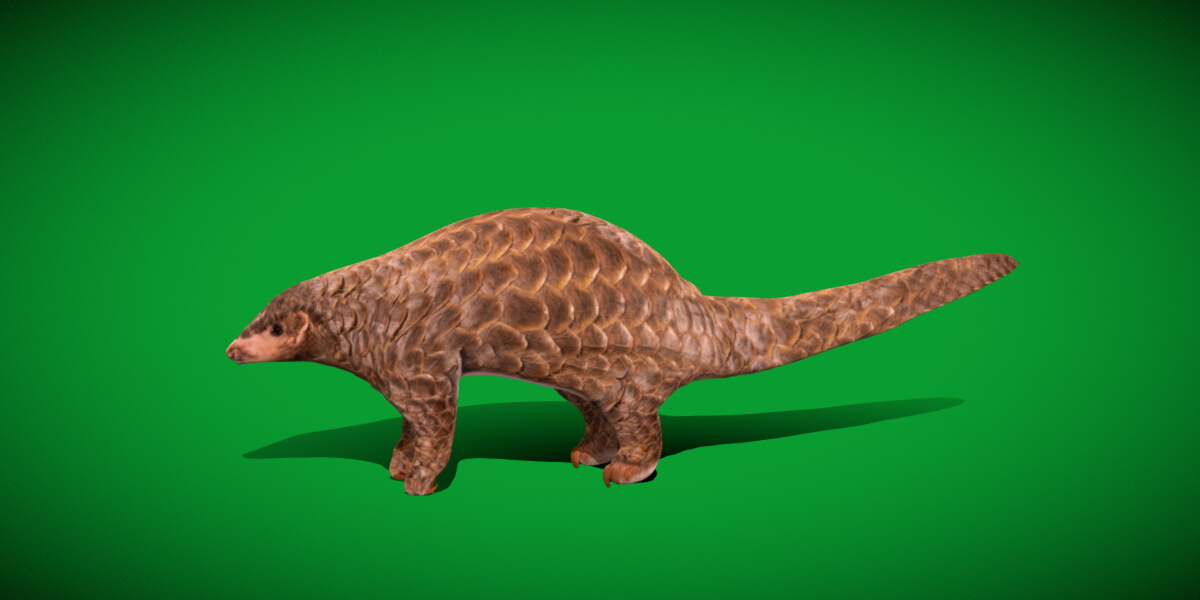 Pangolins Scaly Anteater - 3D Model by Nyilonelycompany