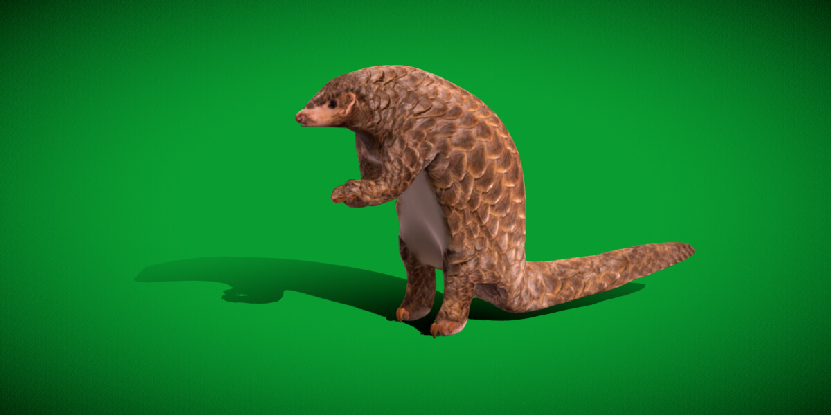 Pangolins Scaly Anteater - 3D Model by Nyilonelycompany