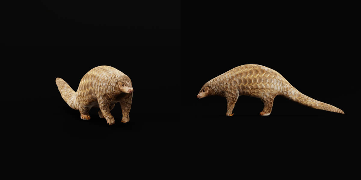 Pangolins Scaly Anteater - 3D Model by Nyilonelycompany