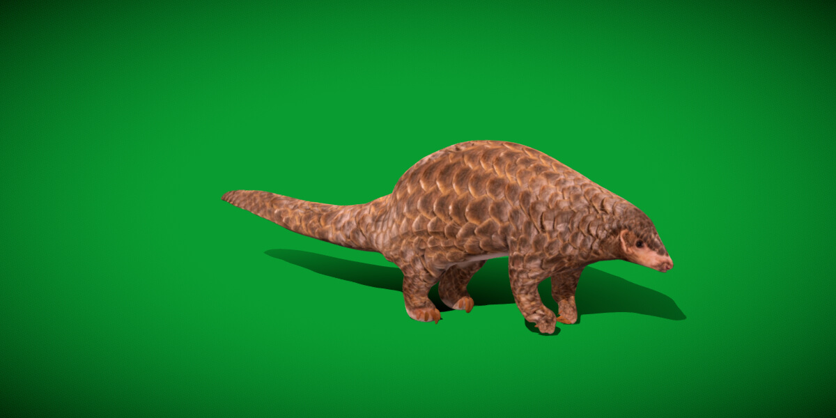 Pangolins Scaly Anteater - 3D Model by Nyilonelycompany