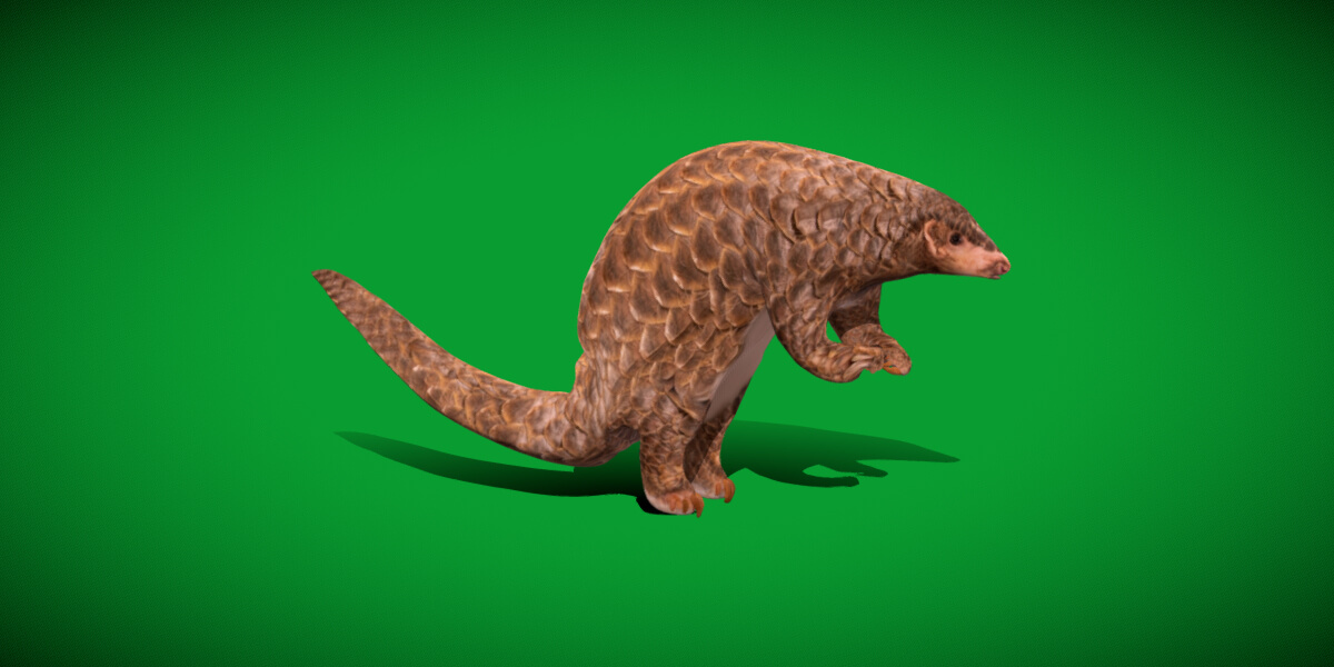 Pangolins Scaly Anteater - 3D Model by Nyilonelycompany