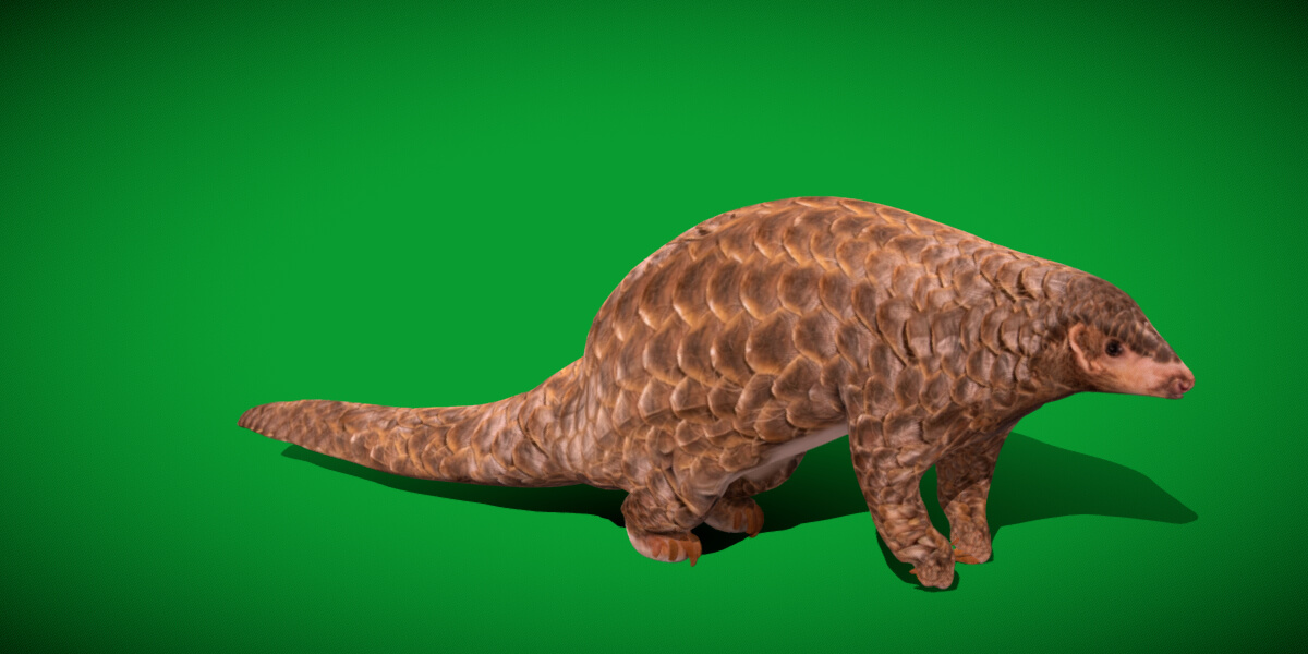 Pangolins Scaly Anteater - 3D Model by Nyilonelycompany